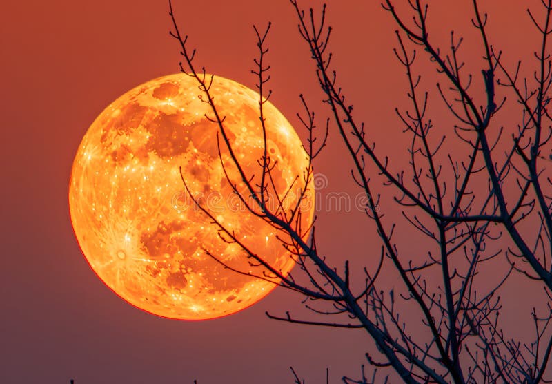 Orange Full Moon with Tree Branches Stock Illustration - Illustration ...