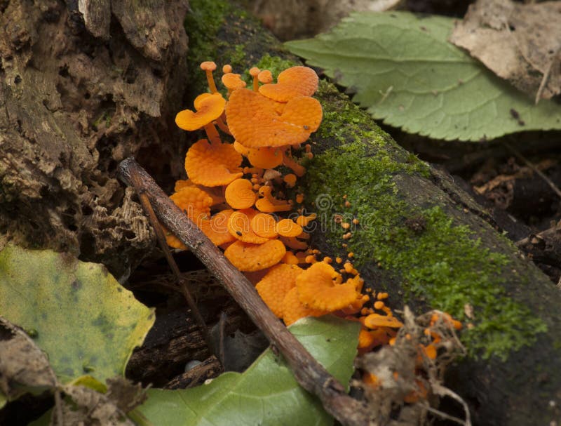 Orange Fungi in the Shadows of a Live Oak Tree Stock Image - Image of ...