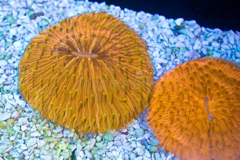 Fungia - Plate LPS Coral Macro Photography in Reef Aquarium Tank Stock ...