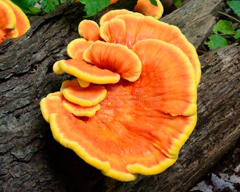 Orange Fungus on Tree - Laetiporus Sulphureus, Sulphur Shelf Stock ...