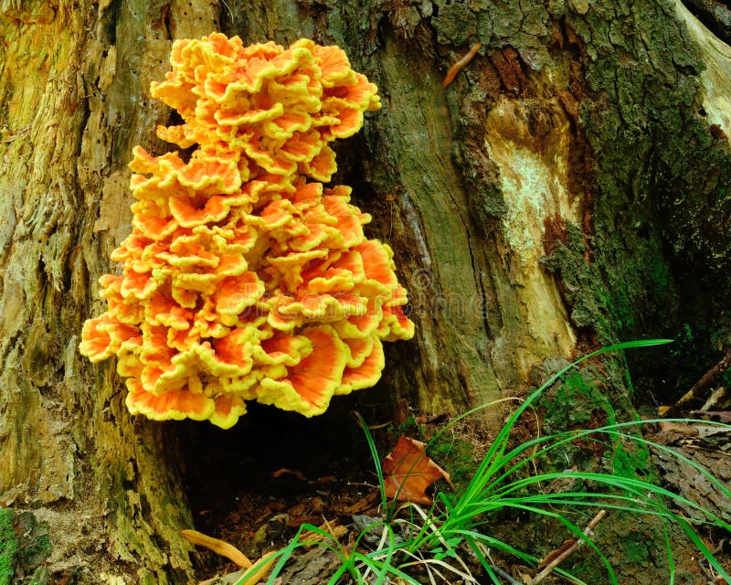 Orange fungus stock image. Image of background, details - 3162775