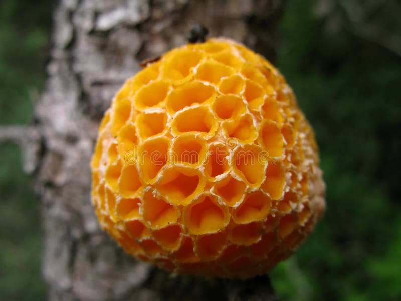 Orange Fungus on a Tree stock image. Image of mushroom - 171825049