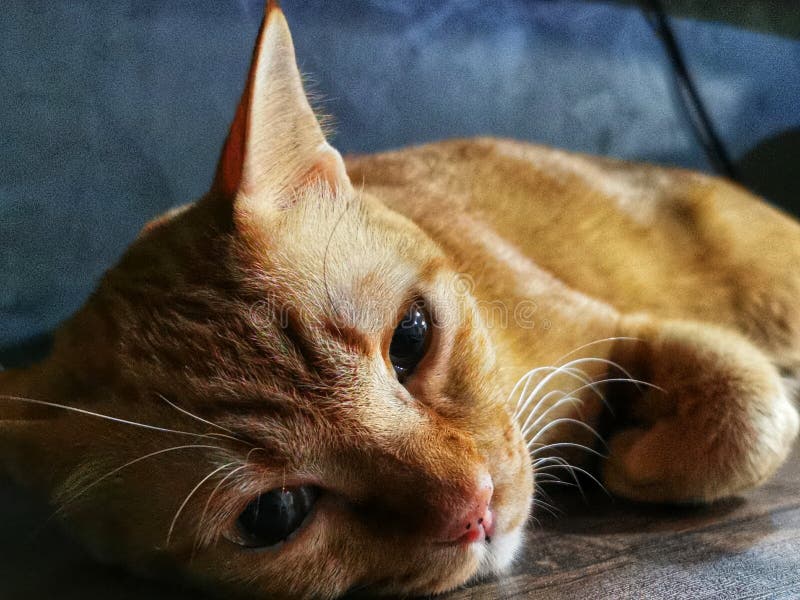 The Orange Fur Cat Was Staring at Something. Stock Image - Image of ...