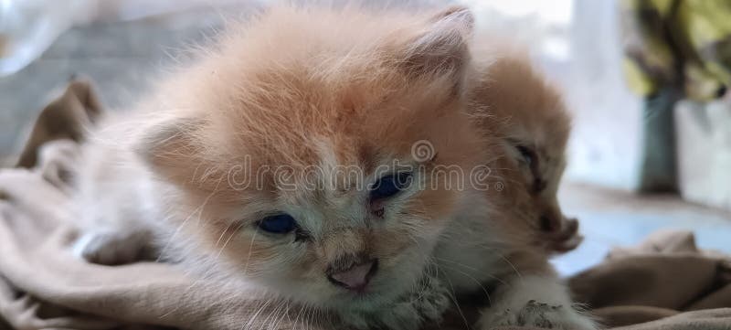 An Orange Fur Kitten with Slanted Eyes Stock Image - Image of snout ...