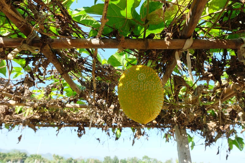 Orange Gac Fruit in the Farm Stock Photo - Image of gourd, food: 91699688
