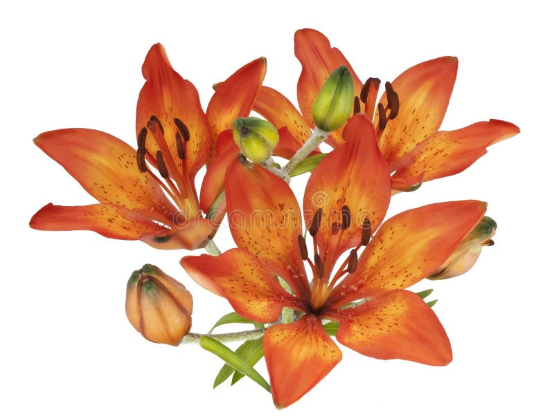 Orange Garden Lilie Isolated Stock Image - Image of summer, fragility ...