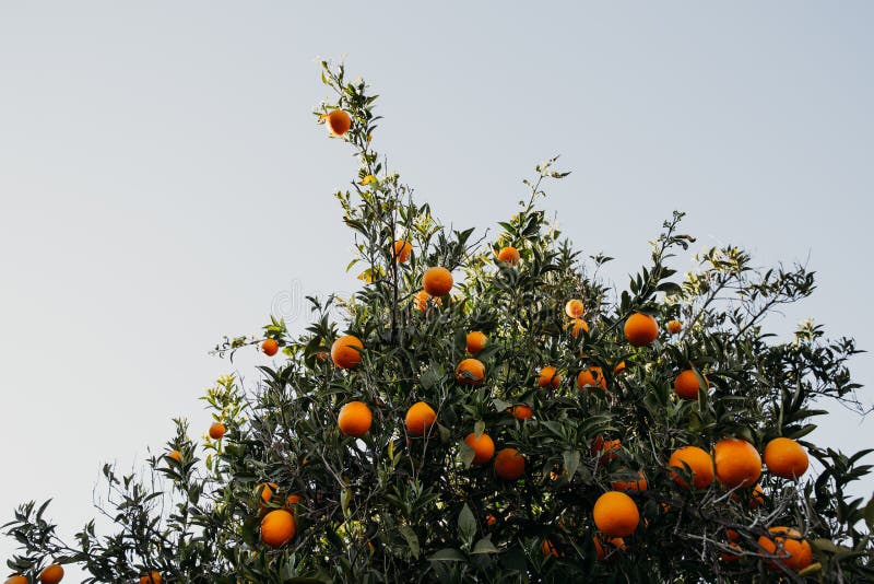 Orange Garden with Oranges in Spring Time Stock Image - Image of ...
