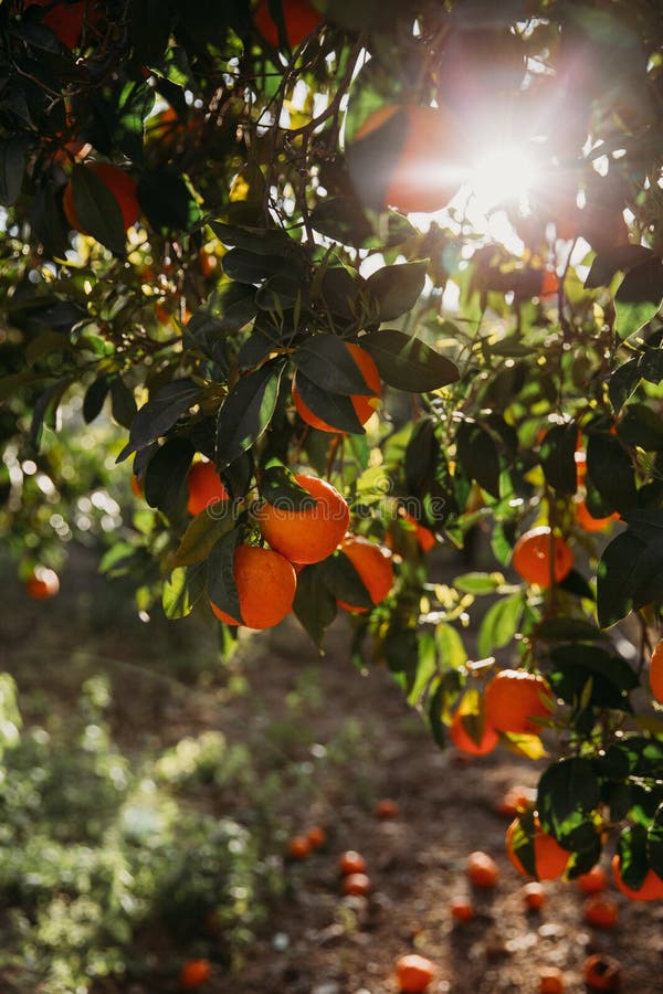 Orange Garden with Oranges in Spring Time Stock Photo - Image of farmer ...