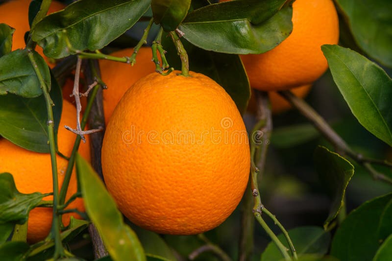 Orange Garden with Oranges in Spring. Trees with Fruits. 5 Stock Image ...