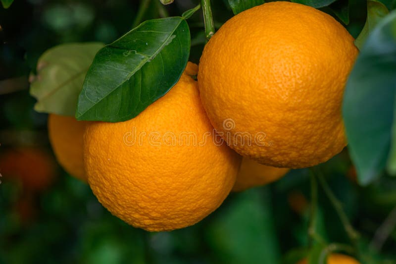 Orange Garden with Oranges in Spring. Trees with Fruits. 12 Stock Image ...
