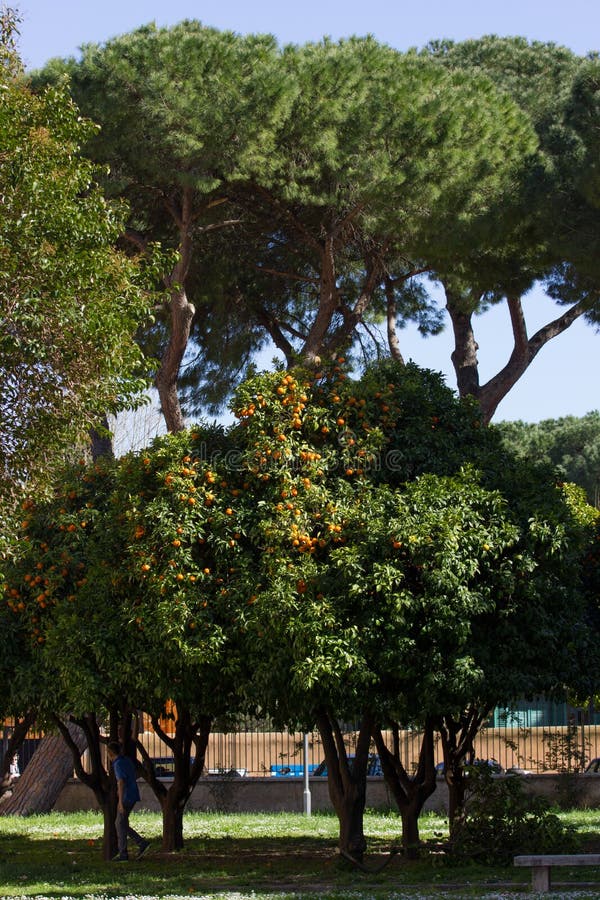 Orange Garden in Rome editorial stock image. Image of garden - 74474084