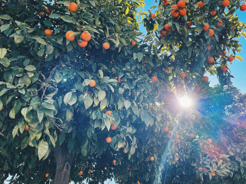 Orange Garden, Summer Background Stock Image - Image of flourishing ...