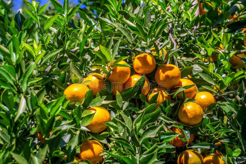 Orange Garden, Orange Trees in the Garden Stock Image - Image of color ...