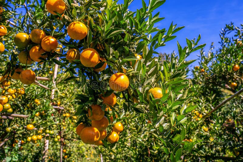 Orange Garden, Orange Trees in the Garden Stock Image - Image of branch ...