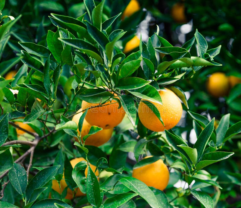 Orange Garden - Trees with Ripe Fruits Stock Image - Image of food ...
