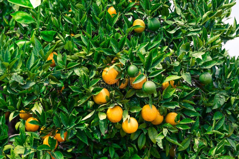 Orange Garden - Trees with Ripe Fruits Stock Image - Image of green ...