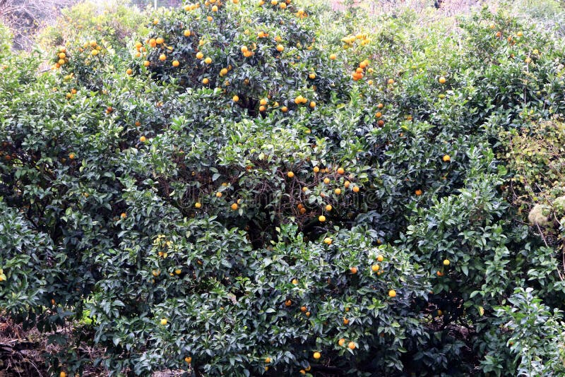 Orange Garden Trees Texture. Stock Image - Image of orange, green ...