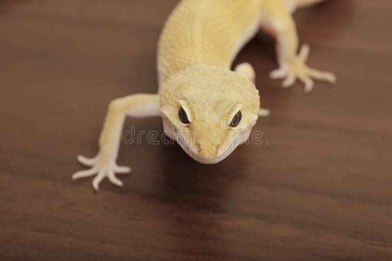 Orange gecko crawling stock image. Image of reptile, crawl - 10034839