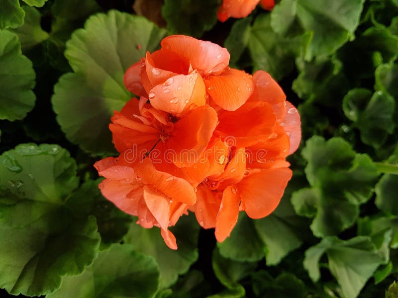 Orange geranium flower stock photo. Image of flower - 142242966