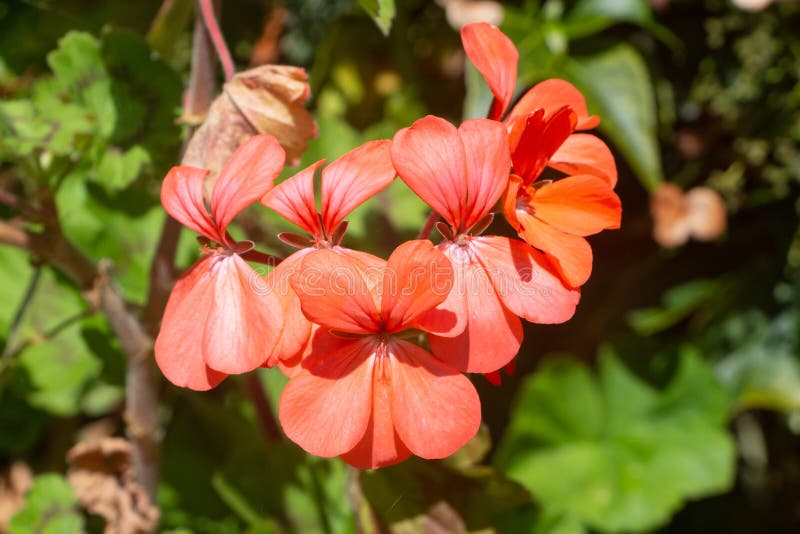 Orange geranium flowers stock photo. Image of flower - 207137518