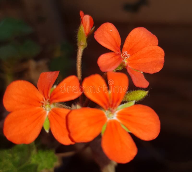 Orange Geranium Plants Flowering Stock Image - Image of orange, plant ...