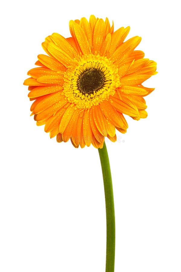 Orange gerber stock image. Image of colorful, monochrome - 76550719