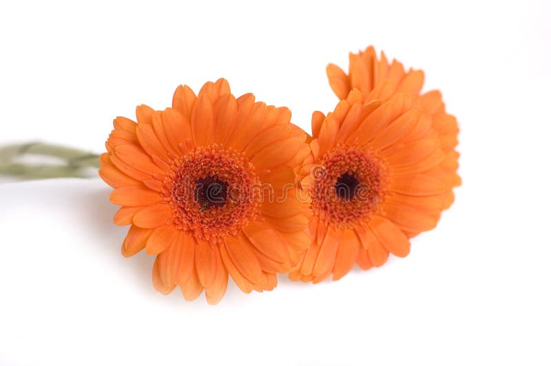 Orange gerber stock photo. Image of gerber, orange, nature - 14190038