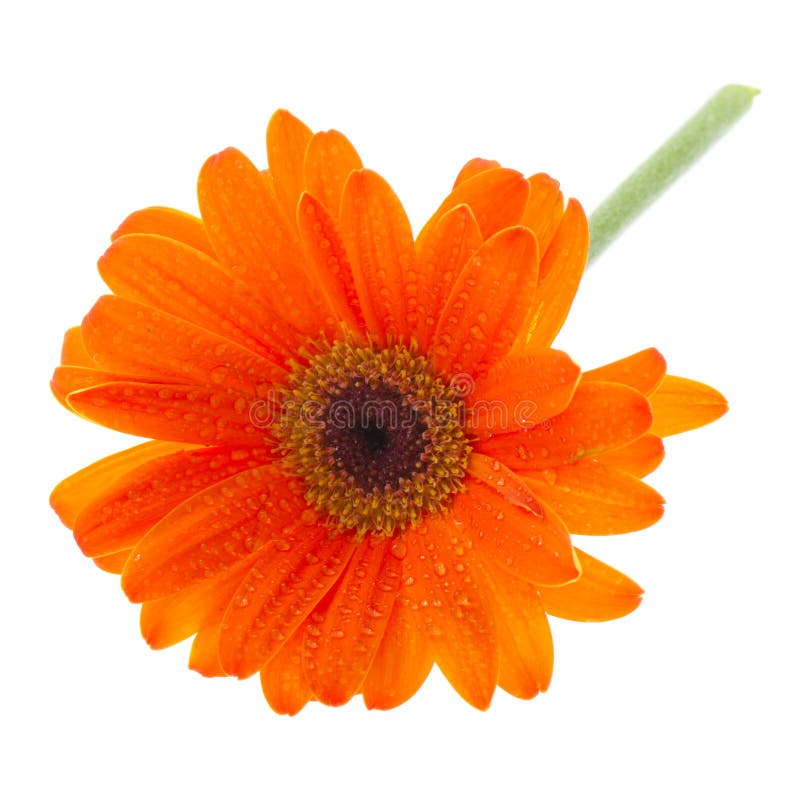 Orange Gerber stock photo. Image of macro, nature, dawn - 18220738