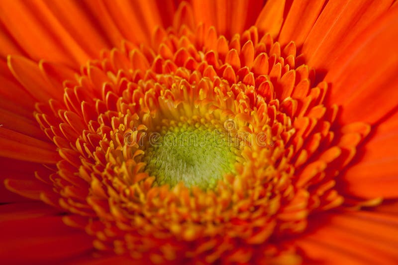 Orange gerber stock photo. Image of close, shot, colors - 19603706