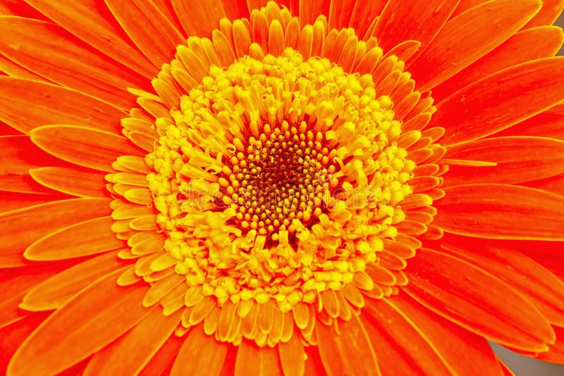 Orange gerber stock image. Image of botanical, gerbera - 23177343