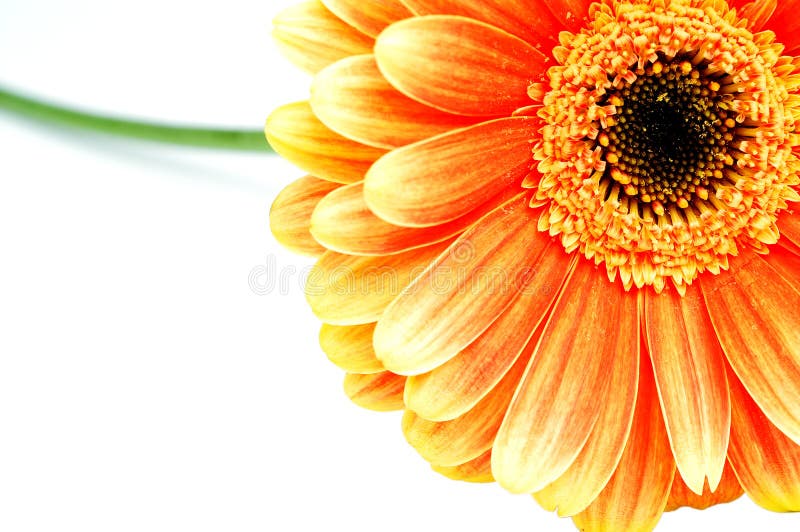Orange gerber stock image. Image of stem, daisy, closeup - 2333419