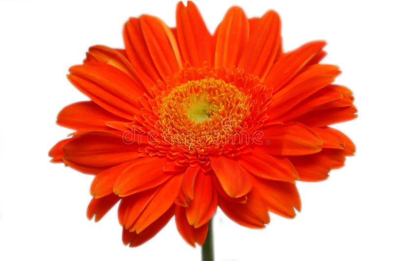 Orange Gerber Picture. Image: 4346664