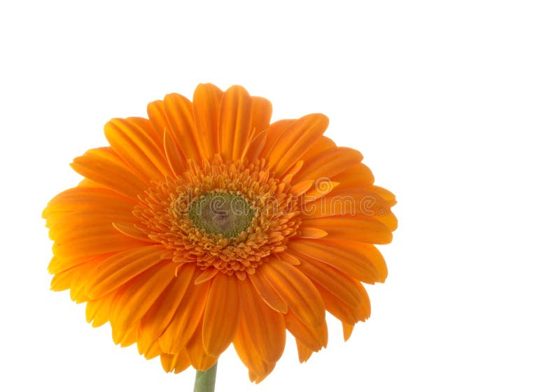 Orange gerber stock image. Image of flower, petal, sheet - 4530273