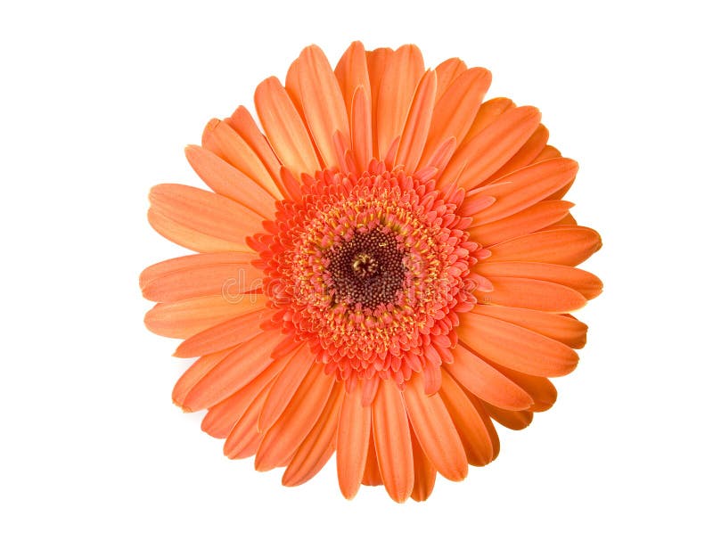 Orange Gerber stock photo. Image of beautiful, summer - 6051654