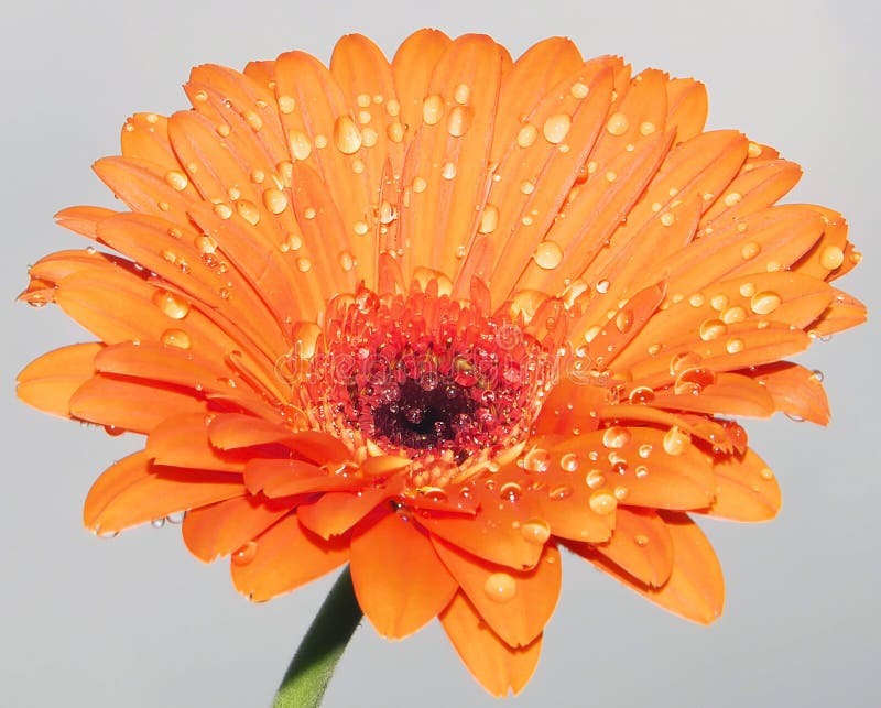 Orange gerber stock image. Image of colorful, monochrome - 76550719