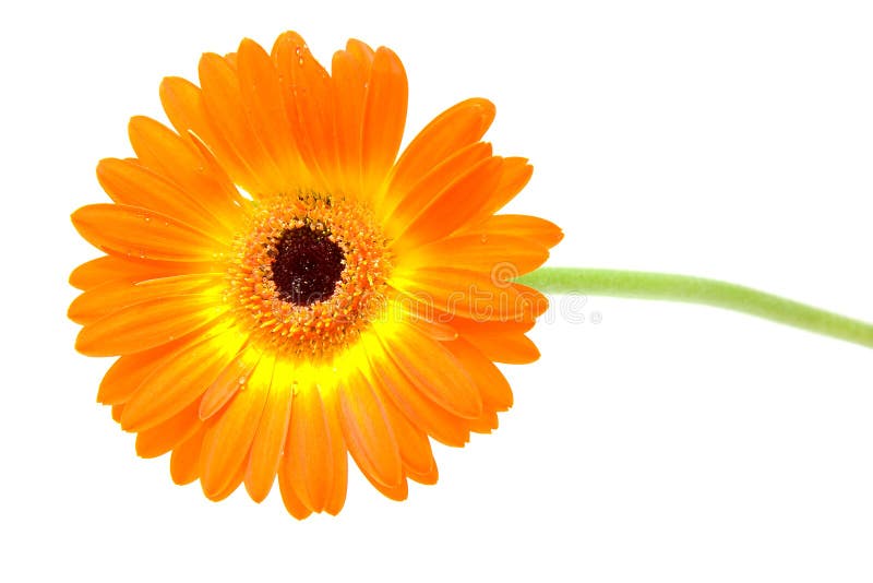 Orange Gerber Daisy Flower In Bloom Stock Image - Image of wood ...