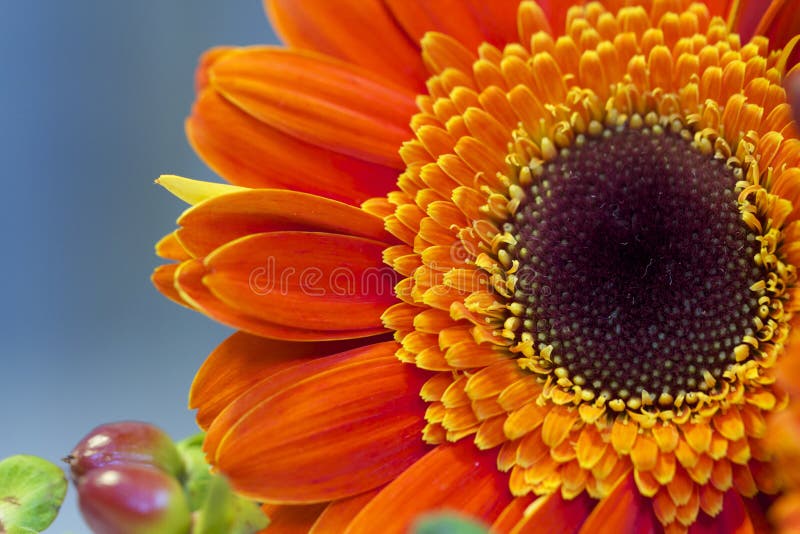 Orange Gerber Daisy stock photo. Image of seeds, macro - 29429724