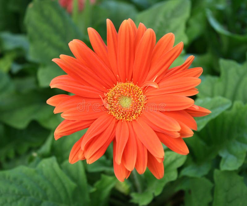 Orange Gerber Daisy stock image. Image of daisey, flower - 47931053