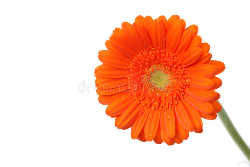 Orange Gerber Daisy on White Stock Image - Image of gerbera, white: 4764883