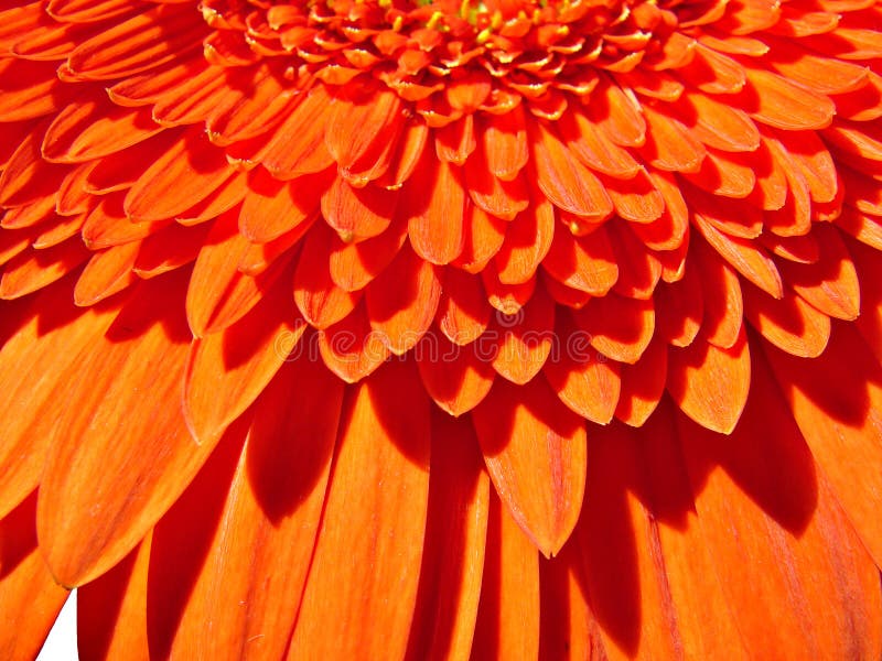 Orange Gerber Flower stock photo. Image of head, color - 6751668