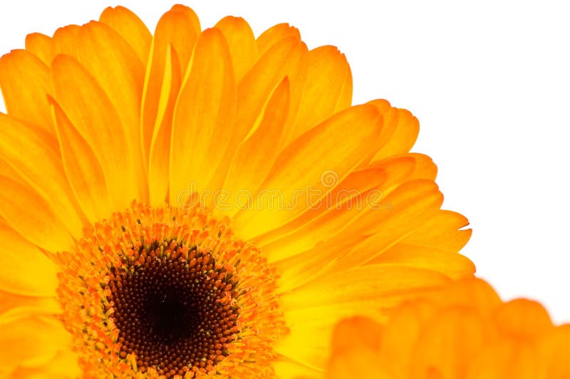 Orange gerber flower stock photo. Image of flower, bright - 52042668