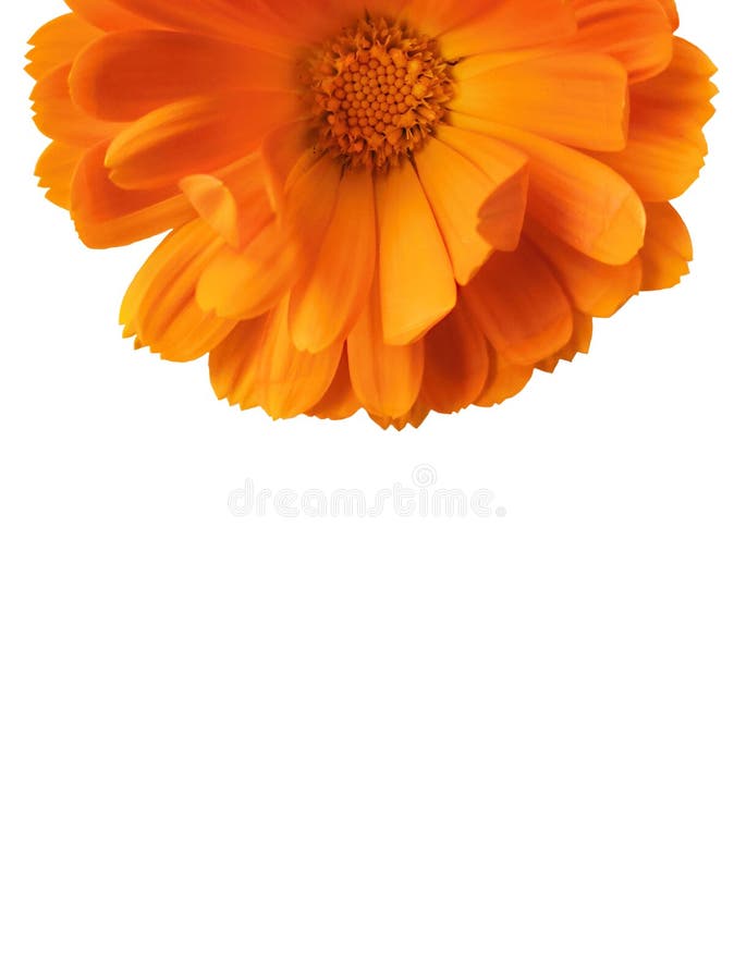 Orange Gerber Isolated on White Background Stock Photo - Image of ...