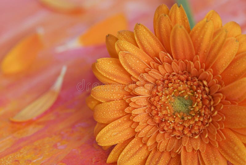 Orange Gerbera stock photo. Image of petal, close, detail - 10960816