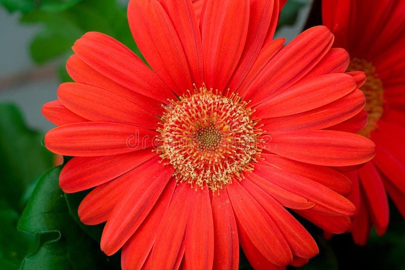 Orange gerbera stock photo. Image of botany, closeup, orange - 6487252