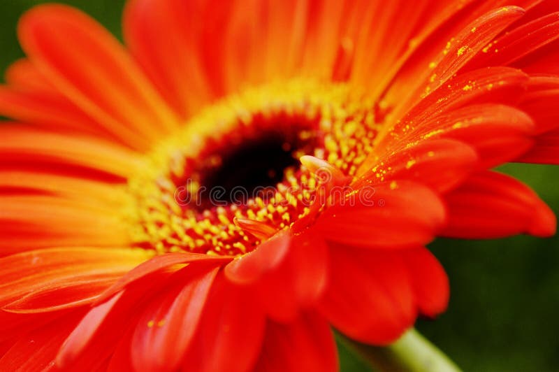 Orange Gerbera close-up stock image. Image of grow, gerbera - 363523