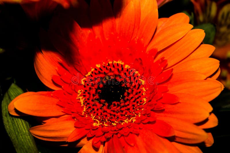 Orange Gerbera Daisy Flower Close Up, Shallow Depth of Field Stock ...