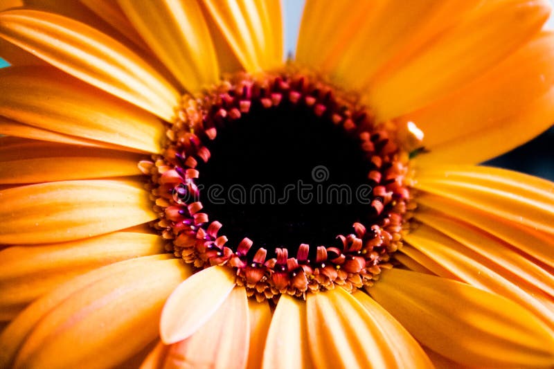 Orange Gerbera Daisy Flower Close Up, Shallow Depth of Field Stock ...