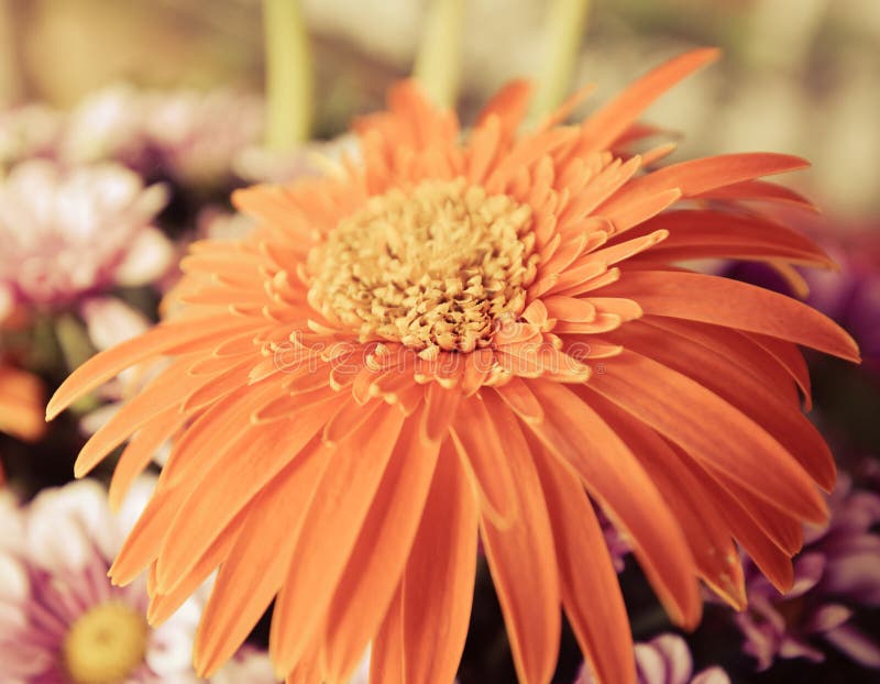 Orange Gerbera Flower stock image. Image of colorful - 82323125