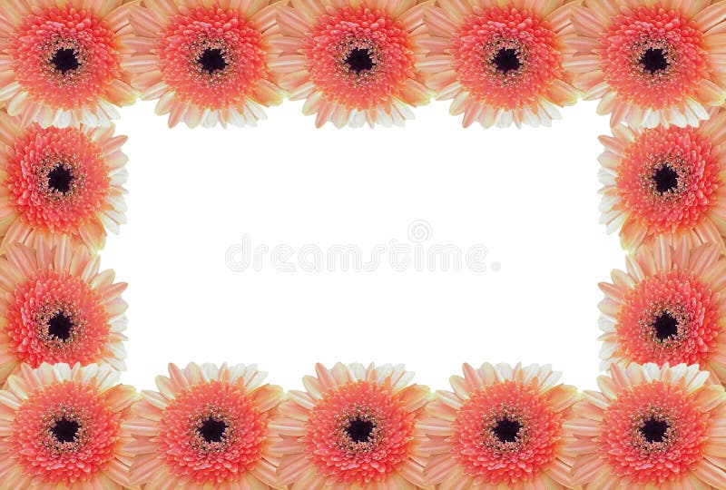 Orange gerbera frame stock image. Image of floral, natural - 76310189