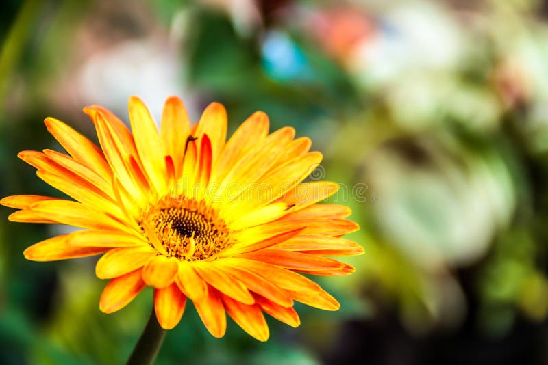 Orange gerbera stock image. Image of beauty, colorful - 35303997